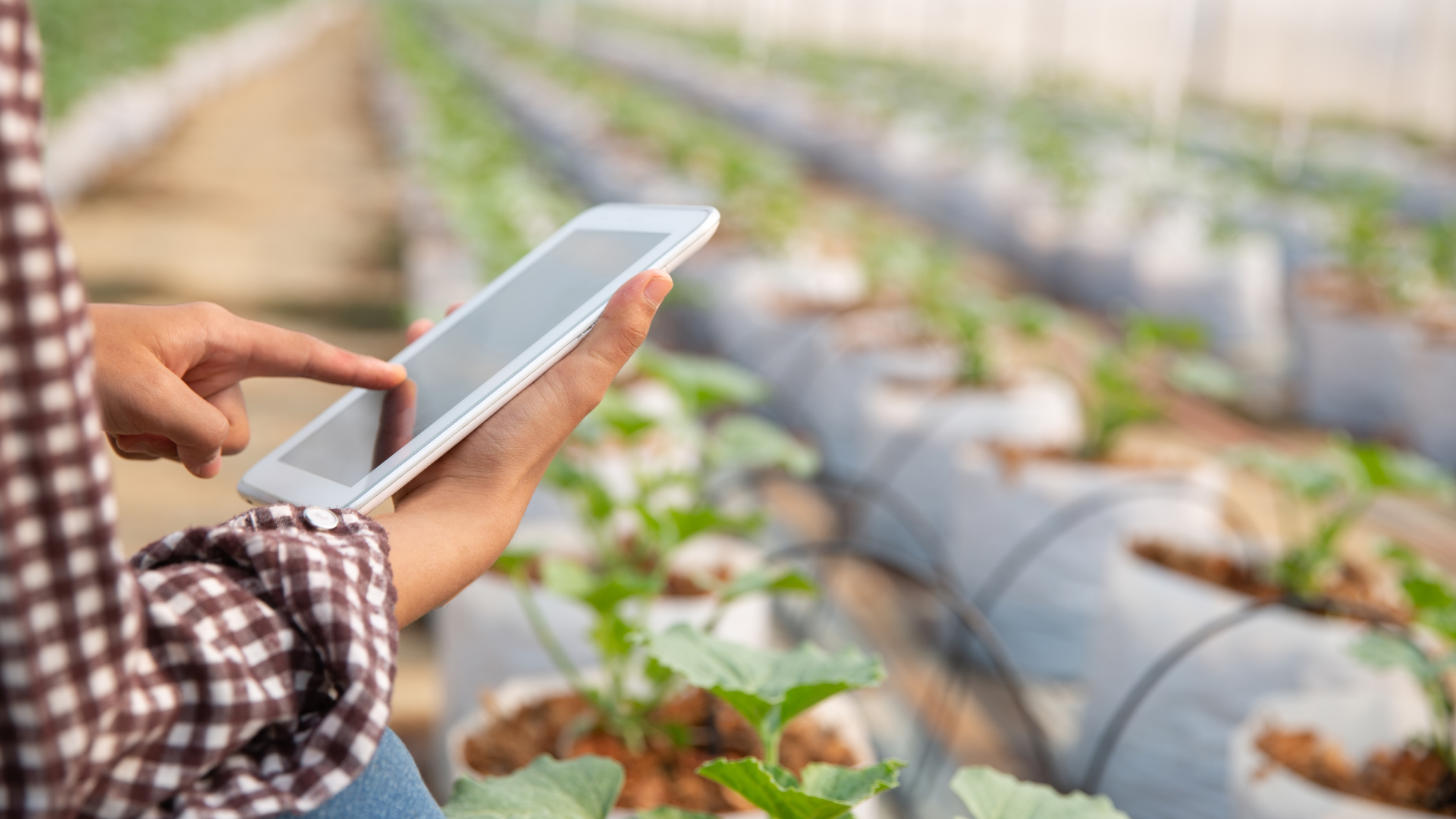 Agrodata: la solución integral agroindustrial desde la cosecha hasta la post cosecha - IBAO